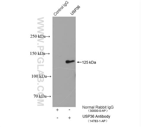 Usp36 Antibody 14783 1 Ap Proteintech