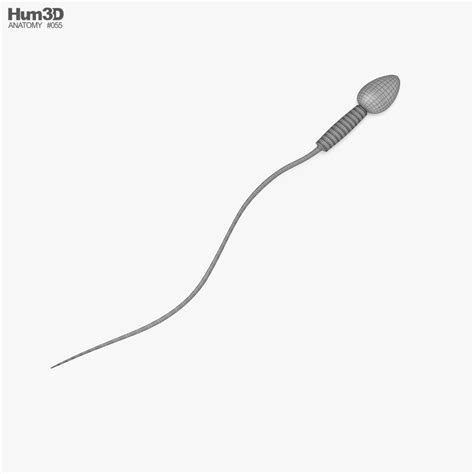 Sperm Cell 3d Model Download Anatomy On
