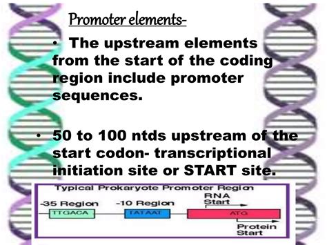 Gene Structure And Genetic Code Pptx