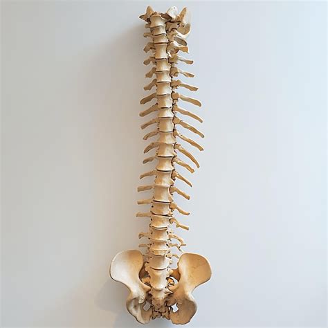 Human Spinal Column With Pelvis Anatomy Model Medical Illustration
