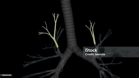 The Apical Segmental Bronchus Is The Most Superior Bronchus Of The Posterior Aspect Of The
