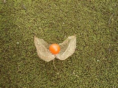 苔ベランダの観察記録 鬼灯
