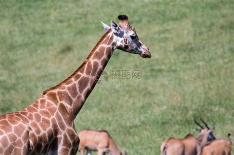 野生动物长颈鹿高清图片下载 正版图片506229143 摄图网