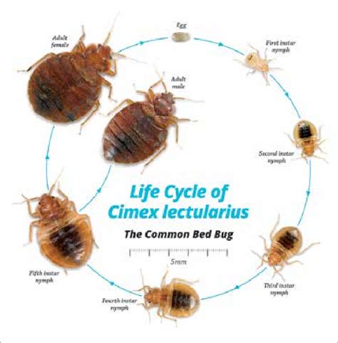 2 Life Cycle Of A Bed Bug Download Scientific Diagram