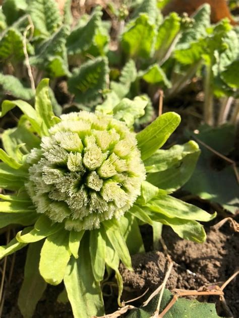 사색의향기 [사색의향기] 머위꽃 머위꽃 국화과의 여러해살이풀로 봄에 수확한 잎은 나물로 먹고