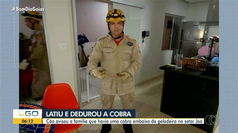 Vídeo Moradora Encontra Cobra Embaixo De Geladeira Após Cachorro Latir