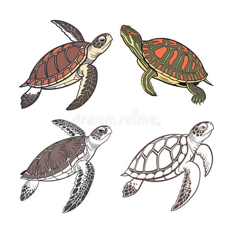 Realistic Common Map Turtle Colorful Illustration Stock Vector Illustration Of Hand Clipart