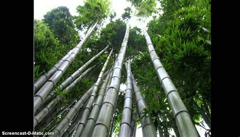 Jerome Okolo On Linkedin The Story Of The Chinese Bamboo Tree