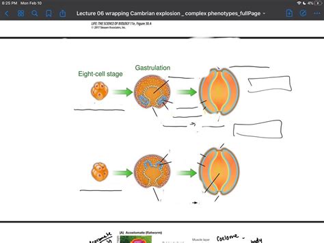 Bio 44l Test 1 Diagram Quizlet
