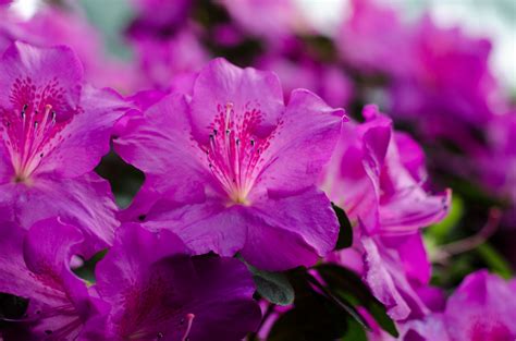 What Is The Best Way To Plant Azaleas Kellogg Garden Organics™