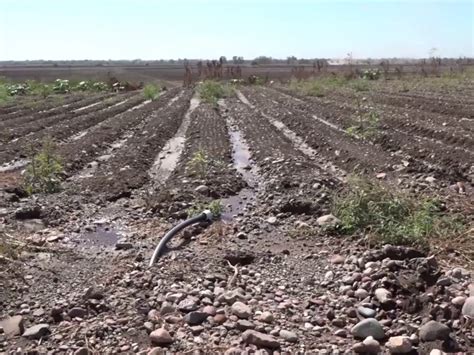 La Falta De Lluvias Preocupa A Productores Laguneros