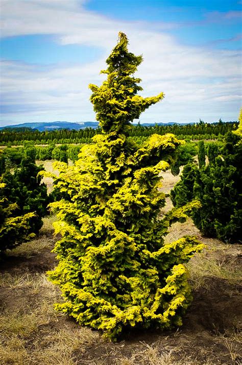 Golden Hinoki Cypress Trees For Sale The Tree Center™