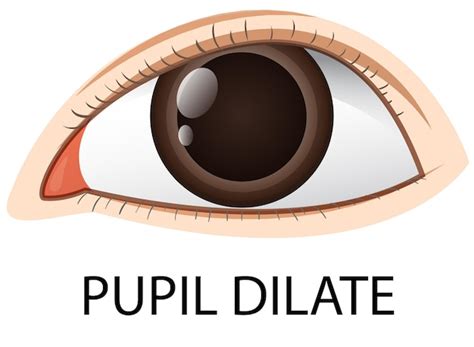 Dilated Pupil Human Eye Vector Free Vector