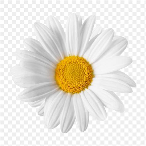 White Flower Png Images Free Png Vector Graphics Effects