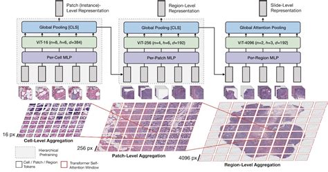 Scaling Vision Transformers To Gigapixel Images Via Hierarchical Self
