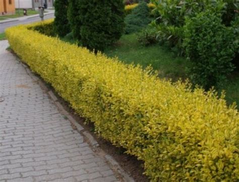 Бирючина обыкновенная Вариегата голд. (Ligustrum variegata gold) С10 ...