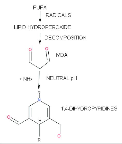 Scheme Of Lipid Peroxidation And The Production Of Fluorescent