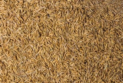 Rice Hull Lazada Ph