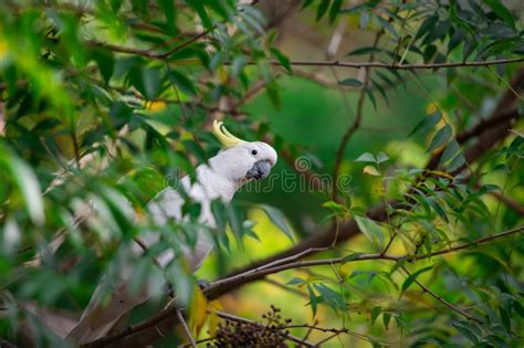 Cockatoo Parrot Sitting On A Green Tree Branch In Australia Big White