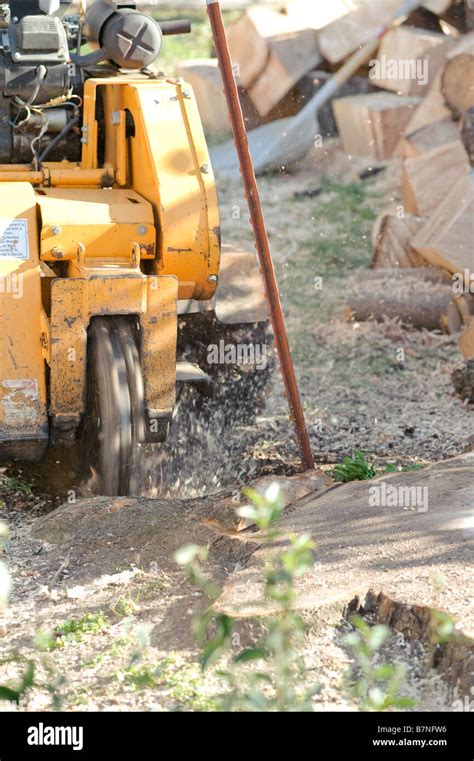 Stump Grinder Used To Remove Stumps After Tree Removal Stock Photo Alamy
