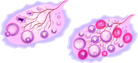 Temperature Curve Ovulation Fertility And What Can Be Detected Cliché Magazine