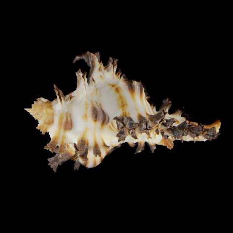 Chicoreus Brunneus Black And White