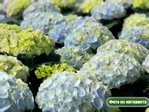 Фиалки,Комнатные цветы, садовые растения,коллекционеры BeautyFlora