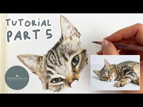 How To Draw A Tabby Cat In Coloured Pencil Drawing Tutorial Part 5 Colored Pencil Drawing