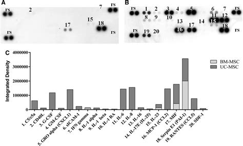 Cytokine Array Membrane Assay Of MSC CM A BM MSC CM B UC MSC CM