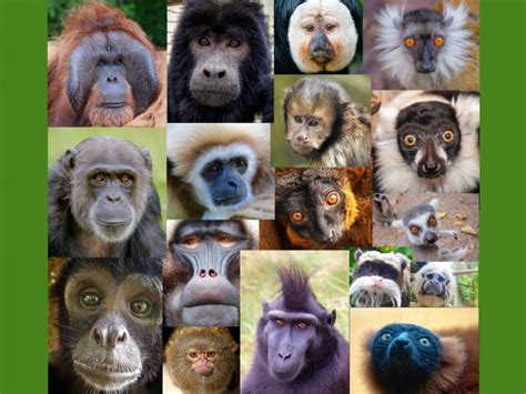 Species Of Primates