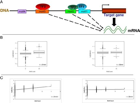 Basic Tenets Of Modeling Cis Regulation Using A Regression Approach
