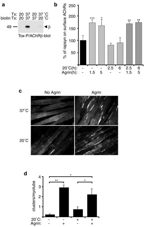 Increased Rapsyn Achr Interaction Correlates With Clustering Total