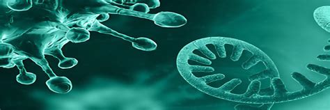 How A Sars Cov 2 Infection Can Impact Our Reproductive Health Revvity