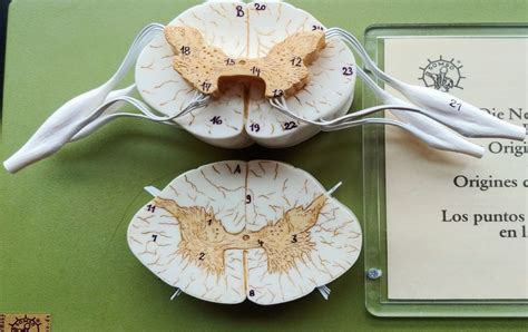 [solved] Label The Parts Please Spinal Cord Word Bank Posterior Funiculus Course Hero