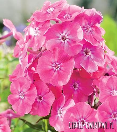 Phlox Płomyk Wiechowaty Orchid Green szt cebule kwiatowe pl