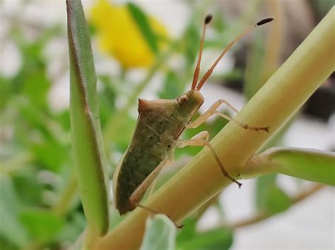 Grasshopper Close Up Pixahive