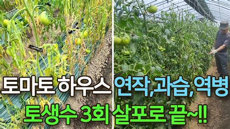 토마토 하우스 12년째 연작과 과습으로 각종 병원균청고병 역병까지 온 상태 고사 되기 직전 토생수 3회 살포로 토양개량 및 균들을 억제하고 잘~회복되고 있습니다