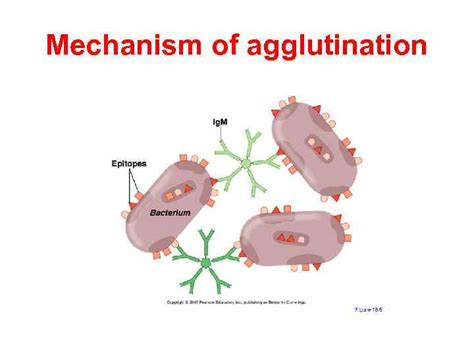 Agglutination And Precipitation Reactions Antigen An Antigen