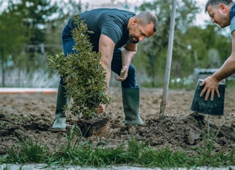 How Often Can You Transplant The Same Tree