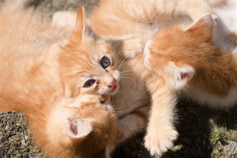 새끼 고양이 먹이 추천 10가지 사료는 언제 줘야 할까 비마이펫 라이프