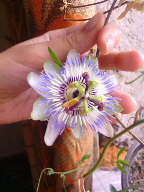 Passion Fruit Relies On Bees To Assist In Their Pollination The