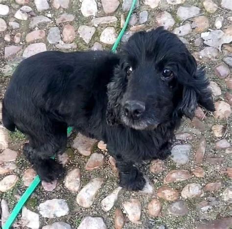 Sos Cocker Pon Un Cocker En Tu Vida