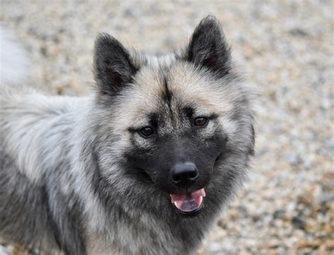 Собака Сука Eurasier Женщина - Бесплатное фото на Pixabay - Pixabay