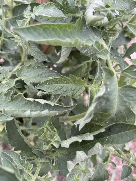 What Are These White Bugs On My Tomato Plants Rinsect