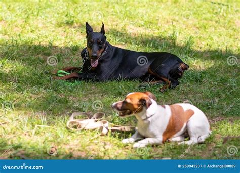 Doberman And Jack Russell Terrier Lie Side By Side On Green Grass Stock
