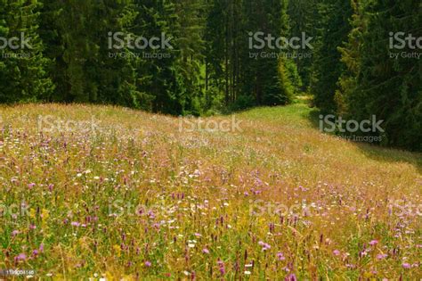 밝은 초원에 아름다운 야생화 여름 풍경 언덕에 높은 Spruces 여행 목적지 경치 카르파티아 산 0명에 대한 스톡 사진 및