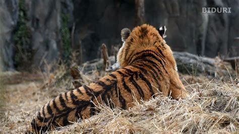 얼굴 안 보여주고 낮잠 자는 시베리아 호랑이 조셉수컷 20230210 Siberian Tiger Joseph
