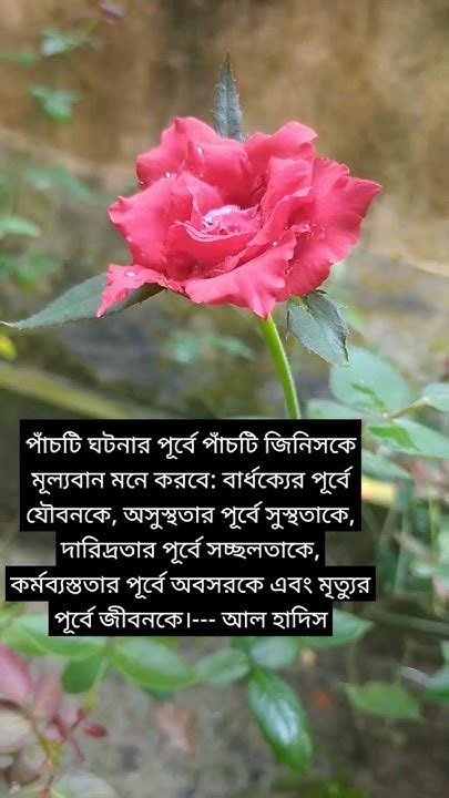 এই পাঁচটি ঘটনার পূর্বে পাঁচটি জিনিসকে মূল্যবান মনে করবে।🌼 Shorts