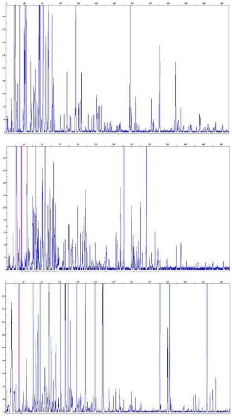 A Aflp Patterns Of Zingiber Officinale Using Primer Pairs Eco Ri Aca
