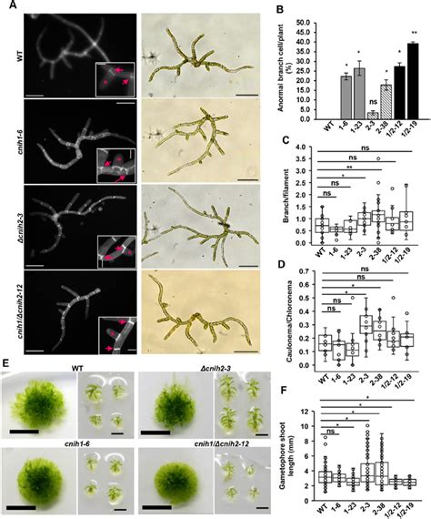 Cornichon Mutants Have Pleiotropic Effects During The Gametophyte Moss